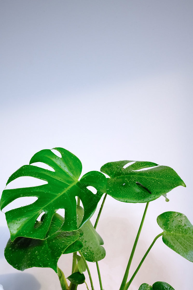 Tropical – Page 6 – Végétal Design Qc