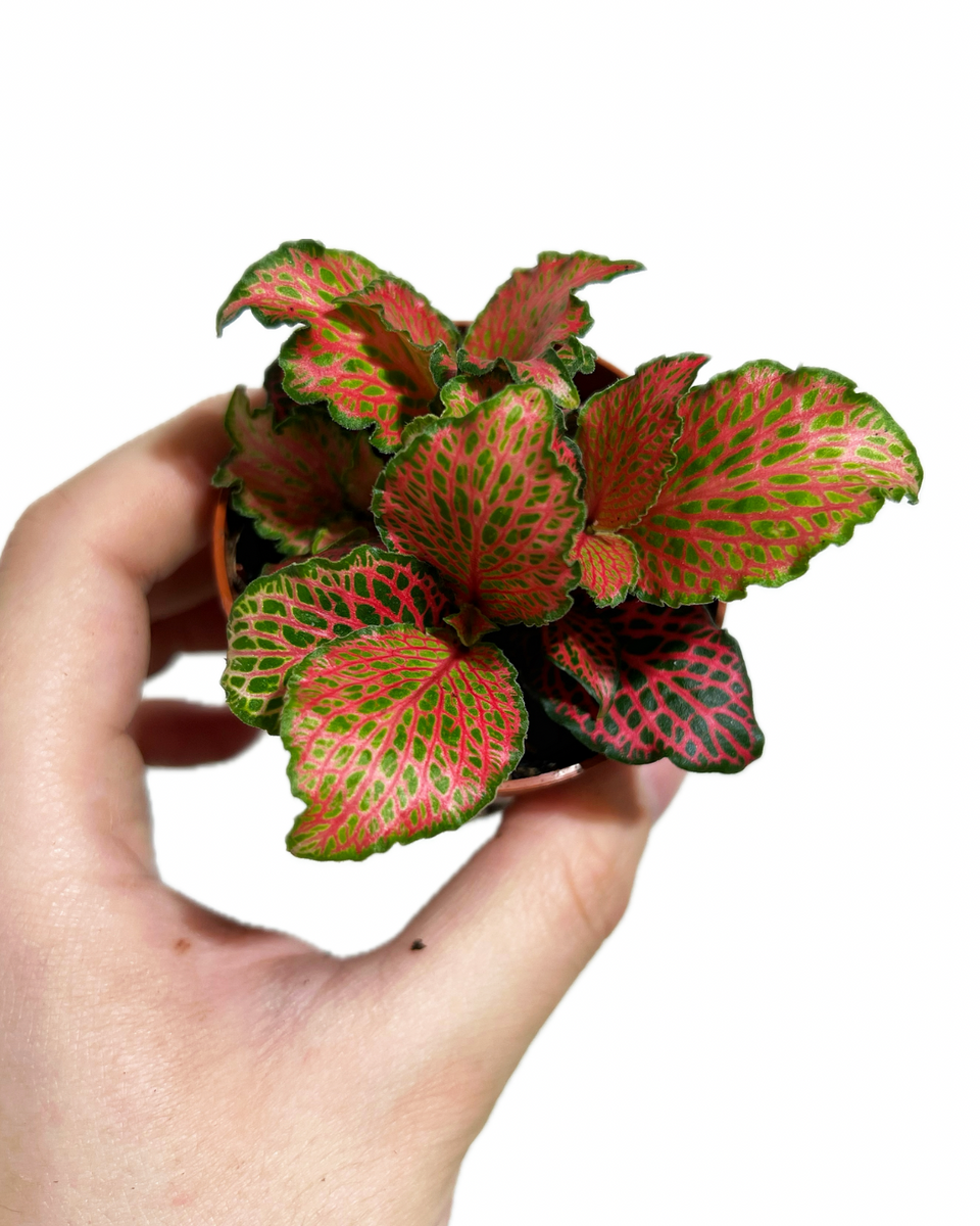 Fittonia 'Ruby Lime' – Végétal Design Qc
