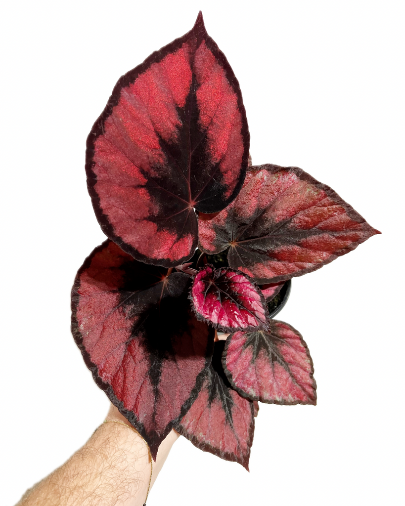 Begonia Rex 'Red Kiss' | Bégonia – Végétal Design Qc