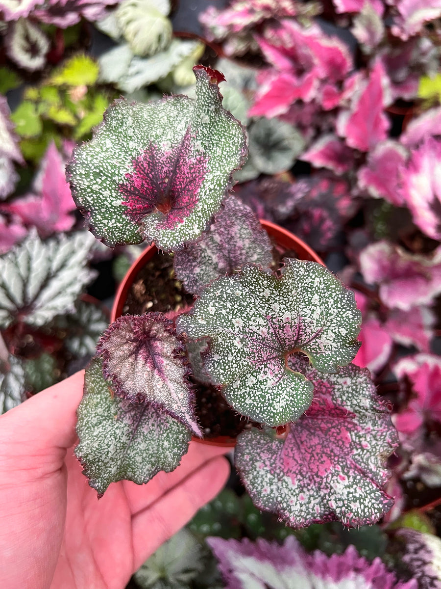 Begonia Rex 'Purple Spec' – Végétal Design Qc