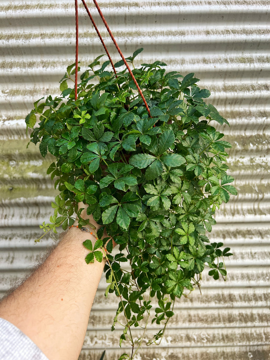 Cissus Striata 'Sugar Vine' – Végétal Design Qc