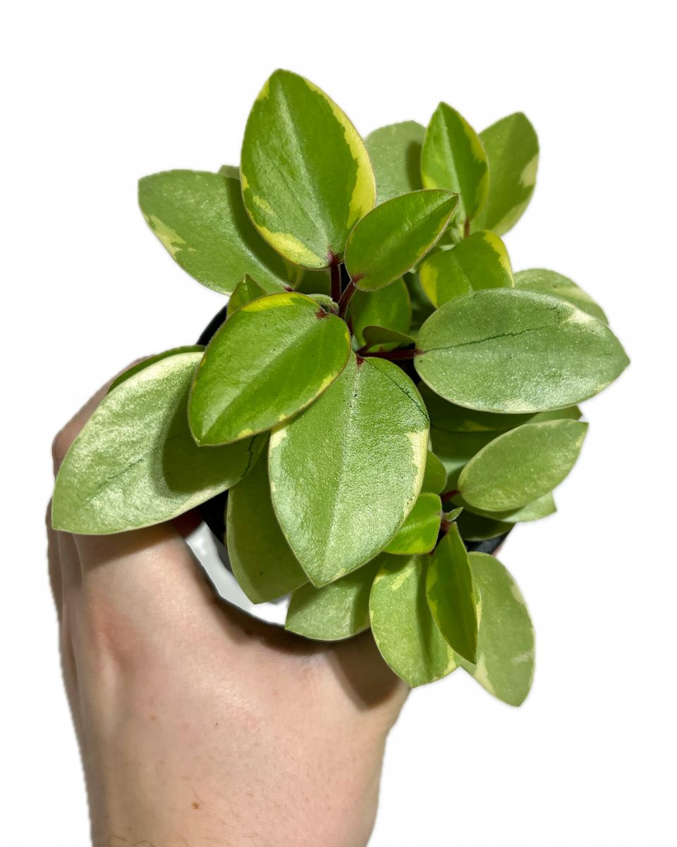Peperomia Orbea 'Pixie Lime' Variegata – Végétal Design Qc