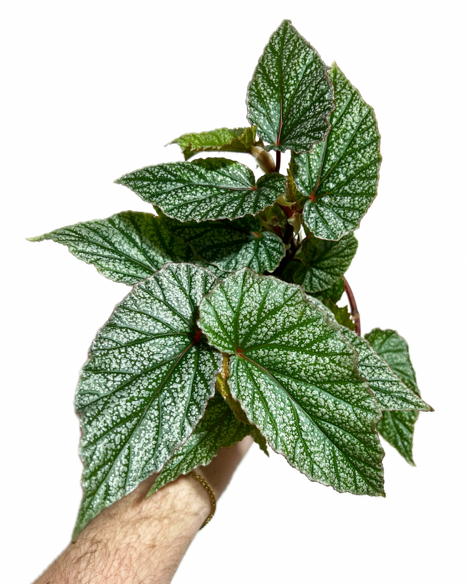 Begonia Angel Wing 'Frosty' | Bégonia – Végétal Design Qc