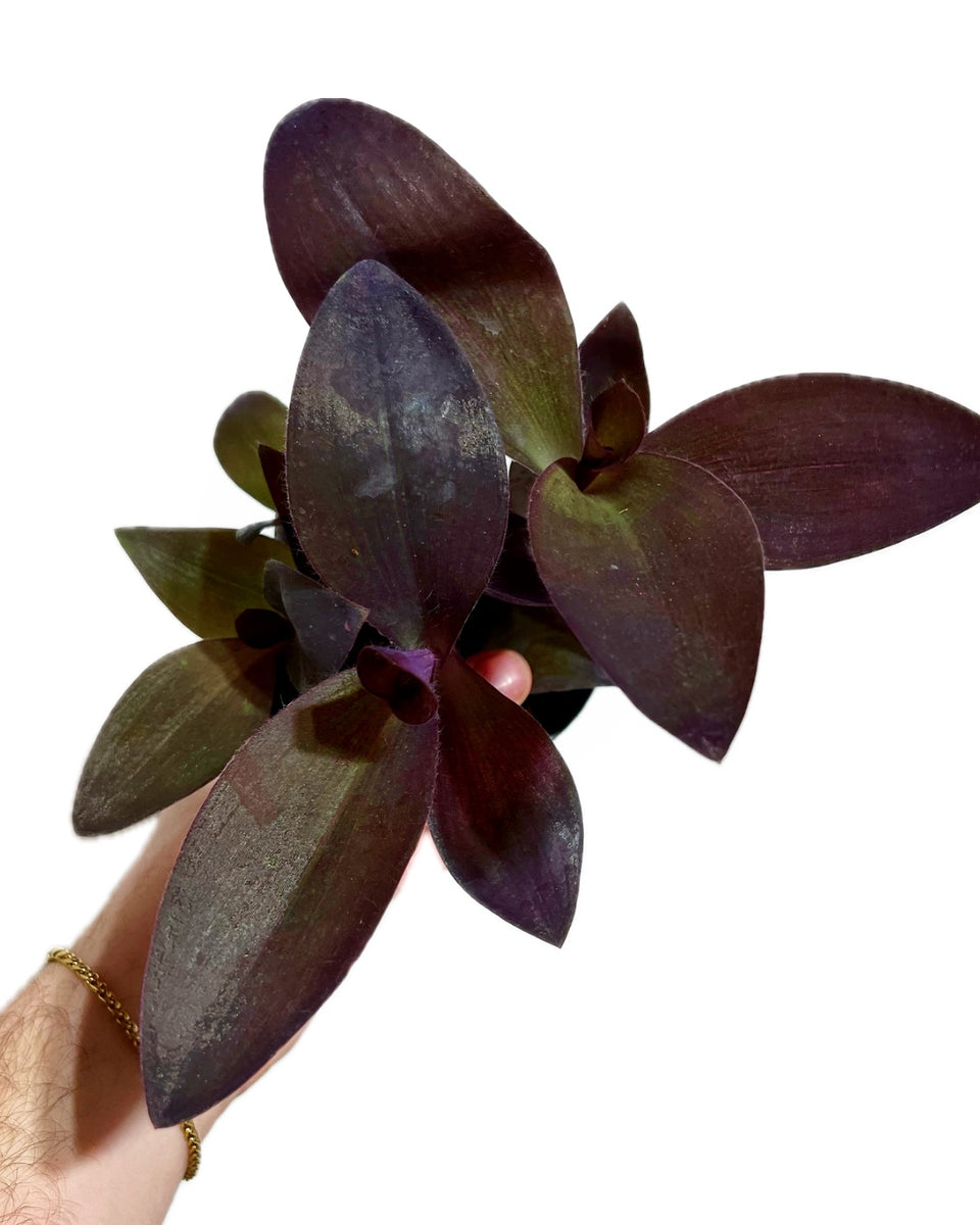 Setcreasea Pallida 'Purple Heart' | Tradescantia Pallida – Végétal ...