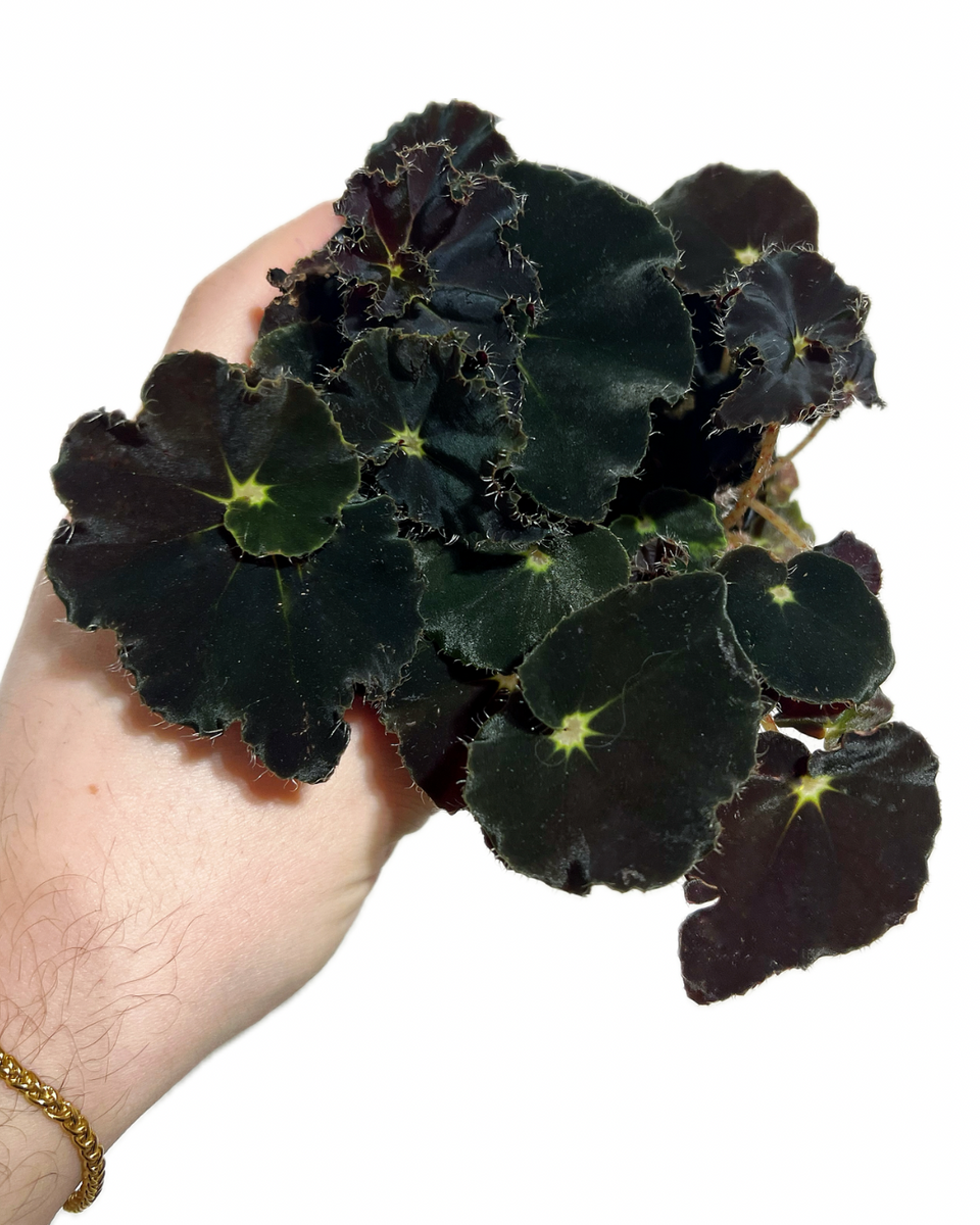 Begonia Rex 'Black Mamba' | Bégonia – Végétal Design Qc