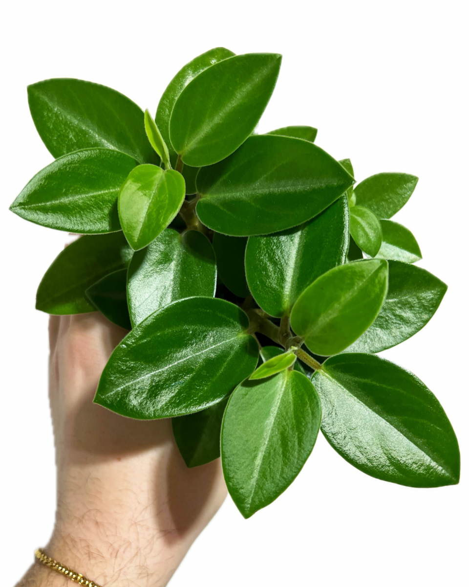 Peperomia Orbea 'Pixie' – Végétal Design Qc