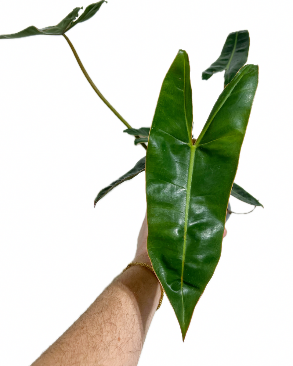 Philodendron Billietae | Billie | Philidor – Végétal Design Qc