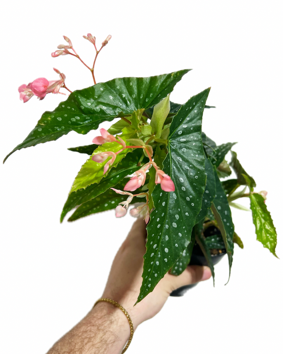 Begonia Maculata 'Silverspot' – Végétal Design Qc