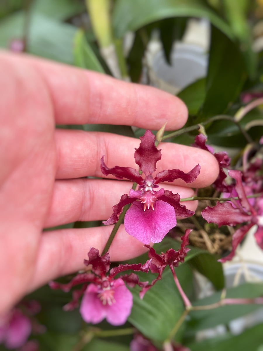 Oncidium Sharry Baby 'Red Fantasy' | Dancing Lady Orchids – Végétal ...
