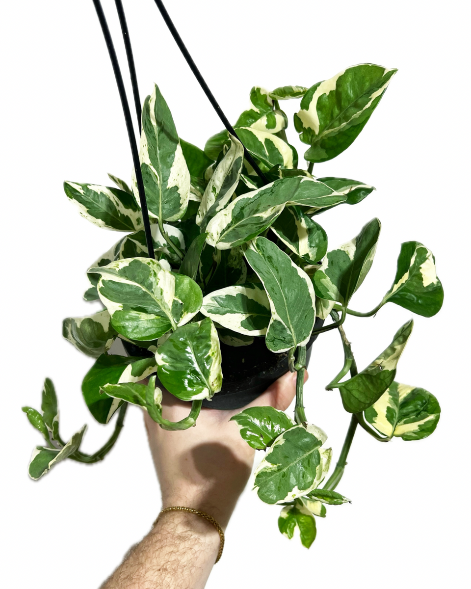 Epipremnum aureum 'Pearls and Jade' | Pothos 'Pearls and Jade ...