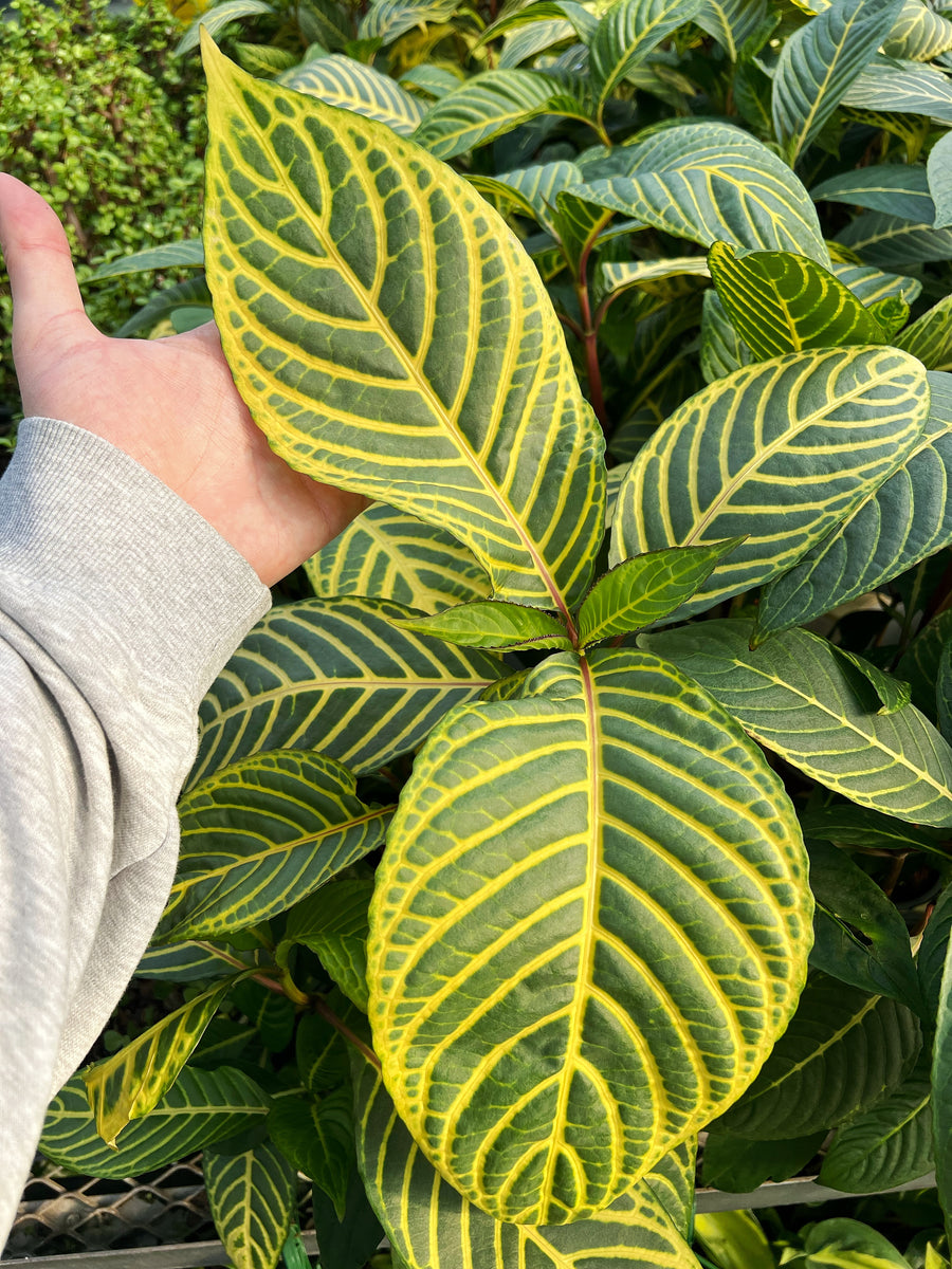Sanchezia Speciosa – Végétal Design Qc