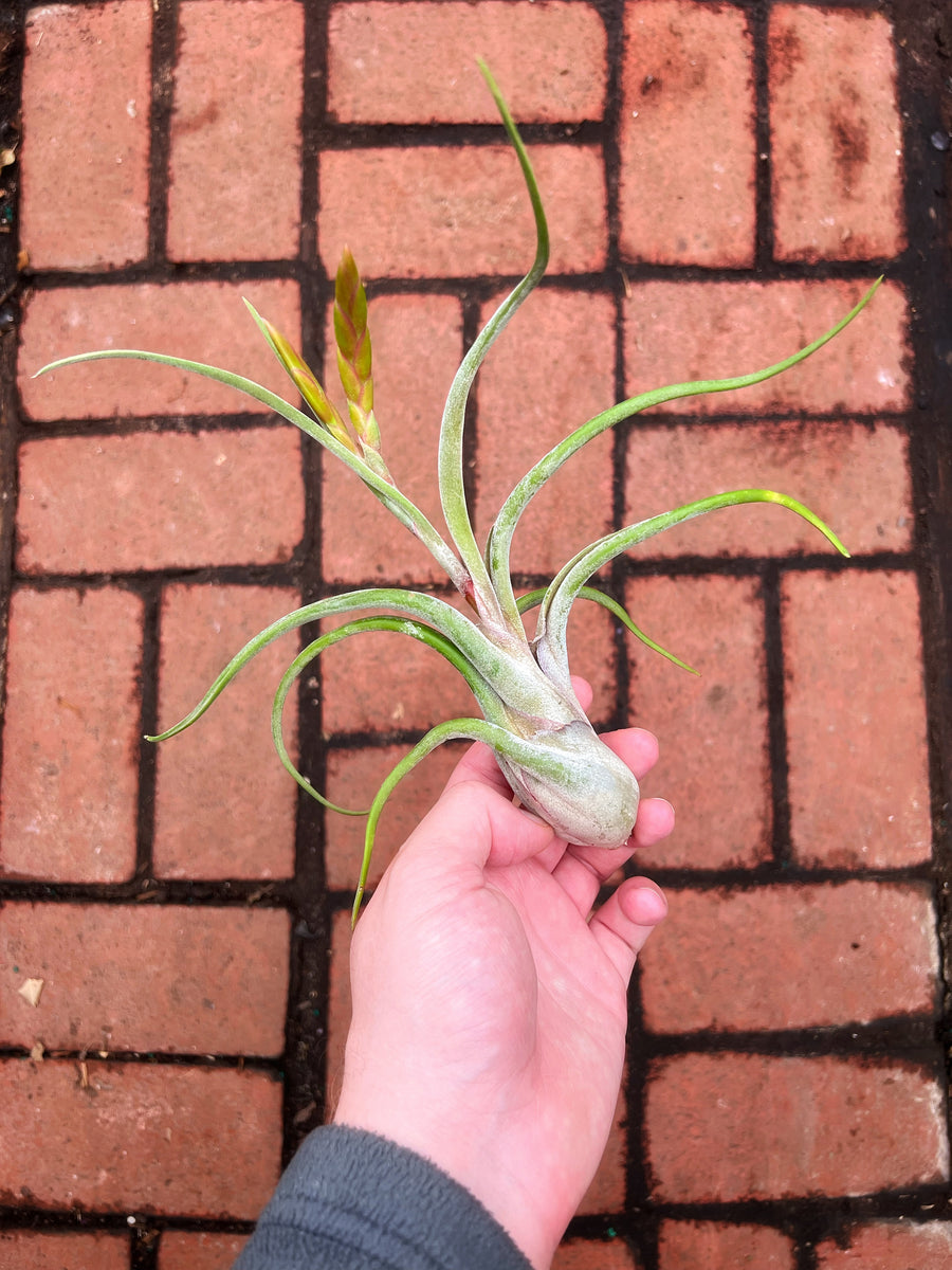 Tillandsia Medusa – Végétal Design Qc