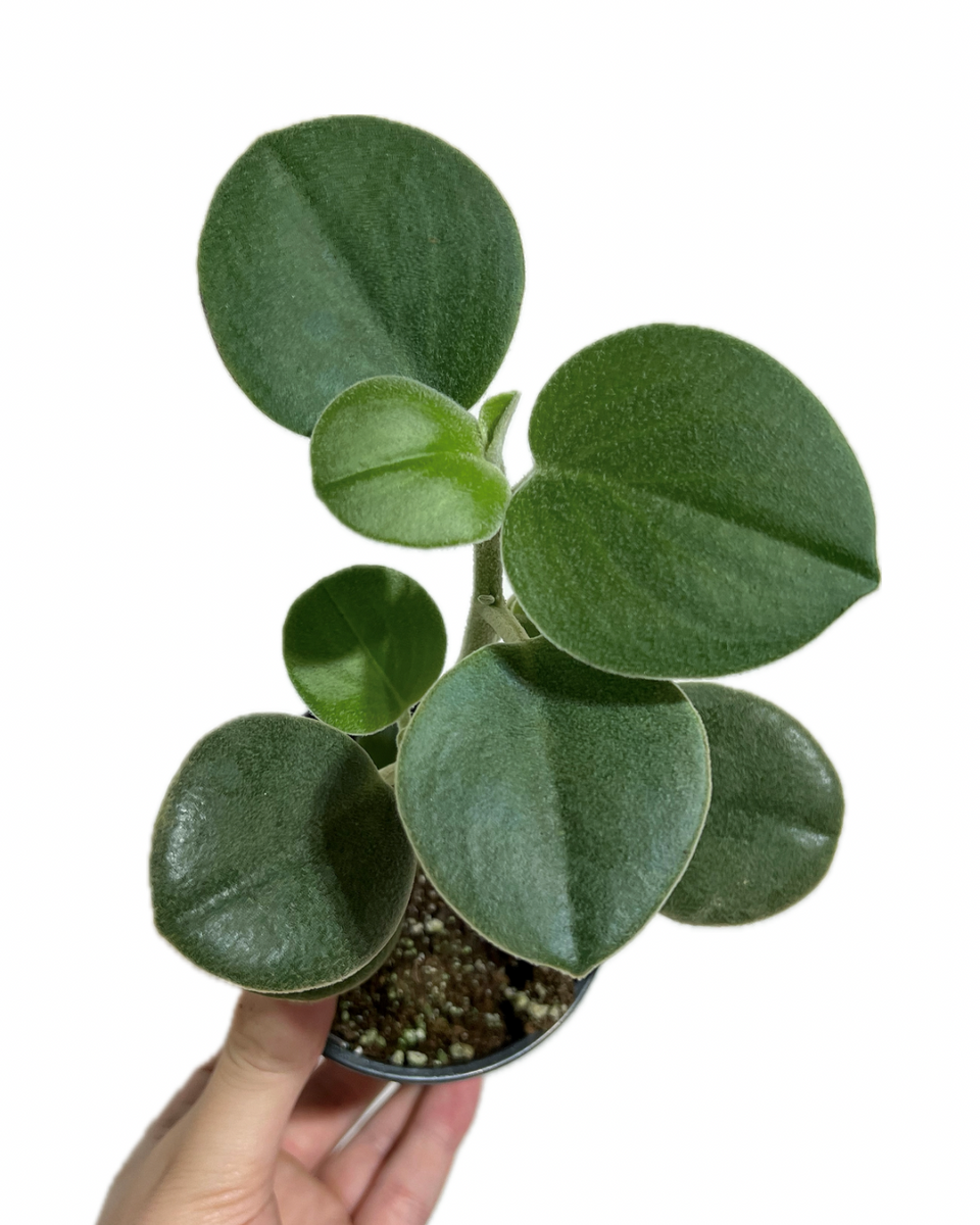 Peperomia 'Incana' | Peperomia Feutré – Végétal Design Qc