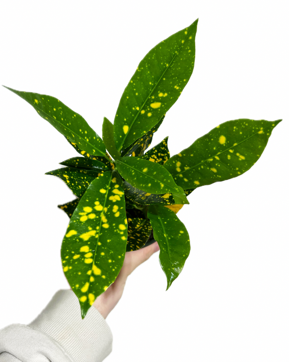 Croton 'Gold Dust' – Végétal Design Qc