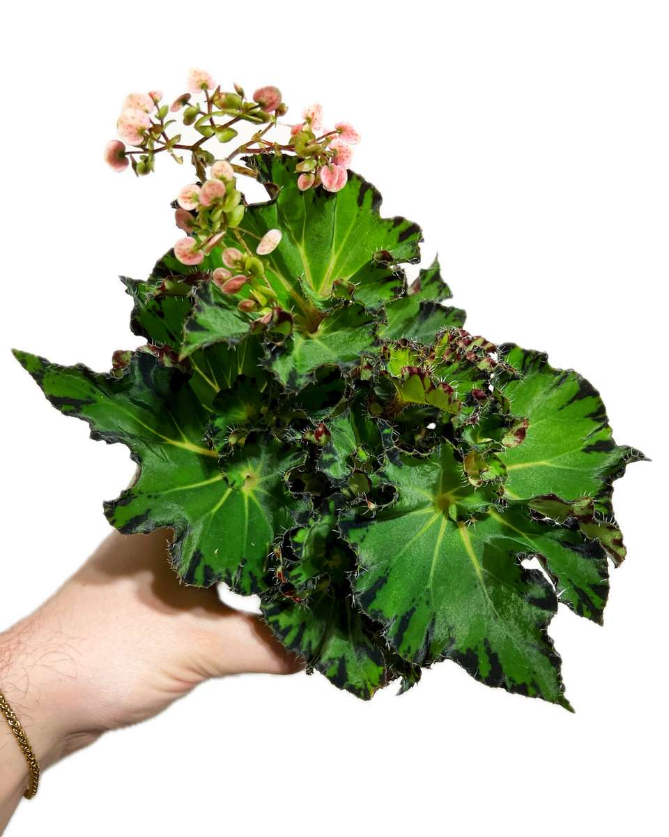 Begonia Rex 'Chantilly Lace' | Bégonia – Végétal Design Qc