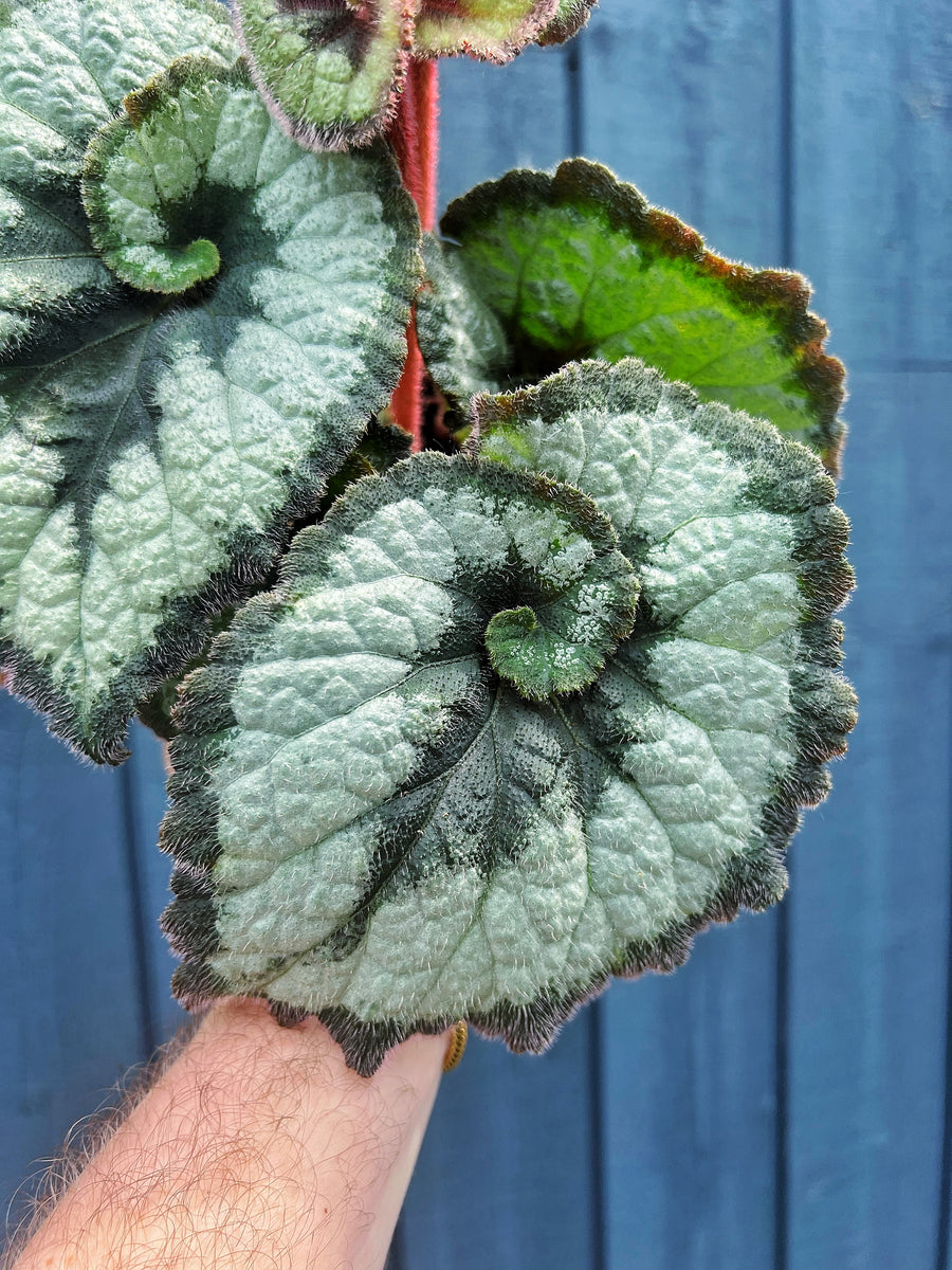 Begonia Rex 'Snail' | Begonia – Végétal Design Qc