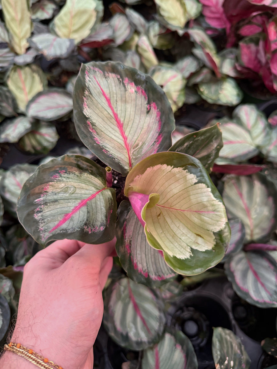 Calathea Roseopicta 'Northern Lights' – Végétal Design Qc