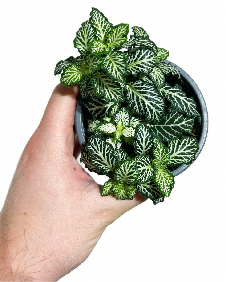 Fittonia 'Mini White' – Végétal Design Qc