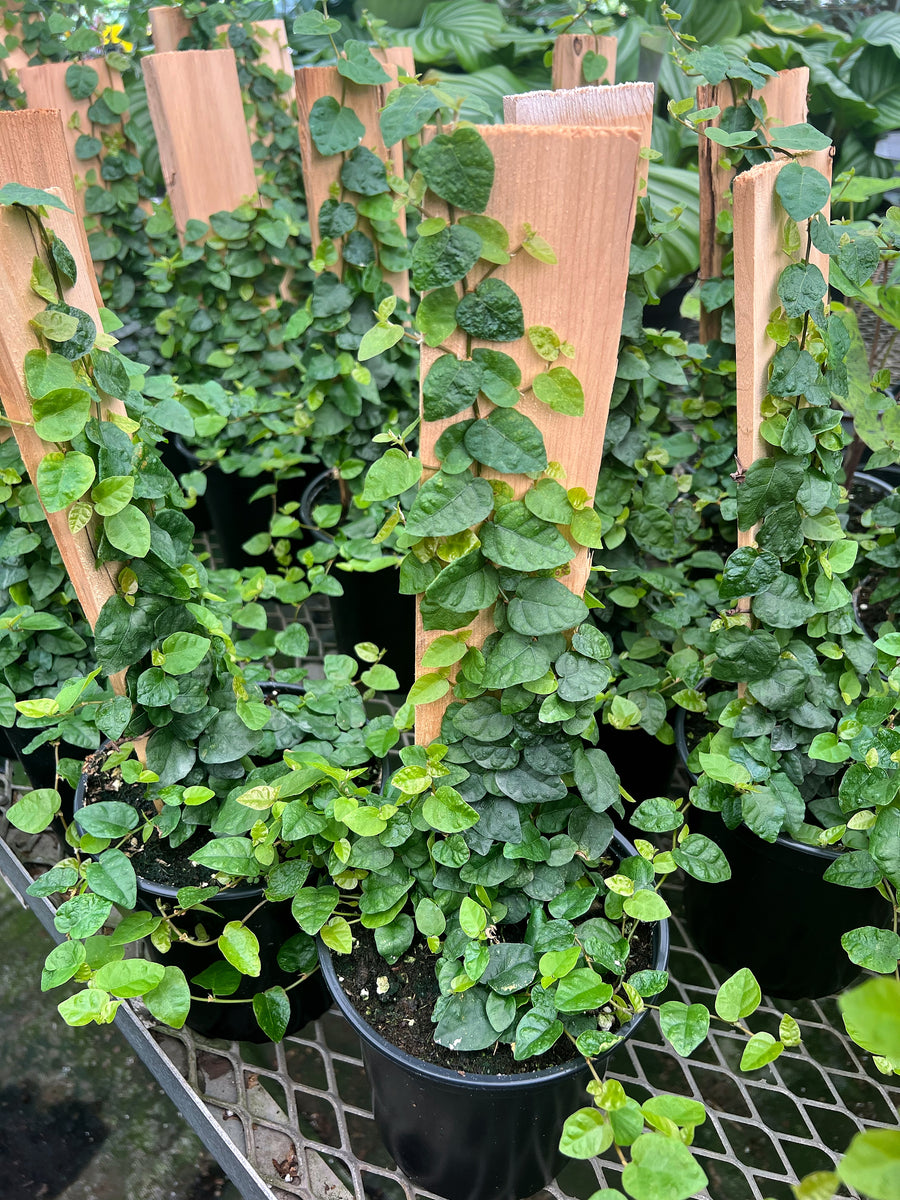 Ficus Repens | Pumila Fig Tree | Creeping Fig Tree – Végétal Design Qc