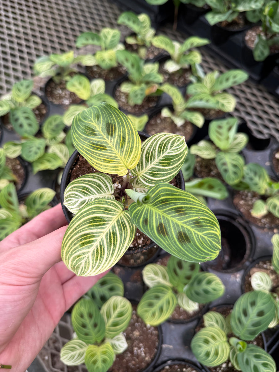 Maranta Leuconeura 'Gold Lines' – Végétal Design Qc