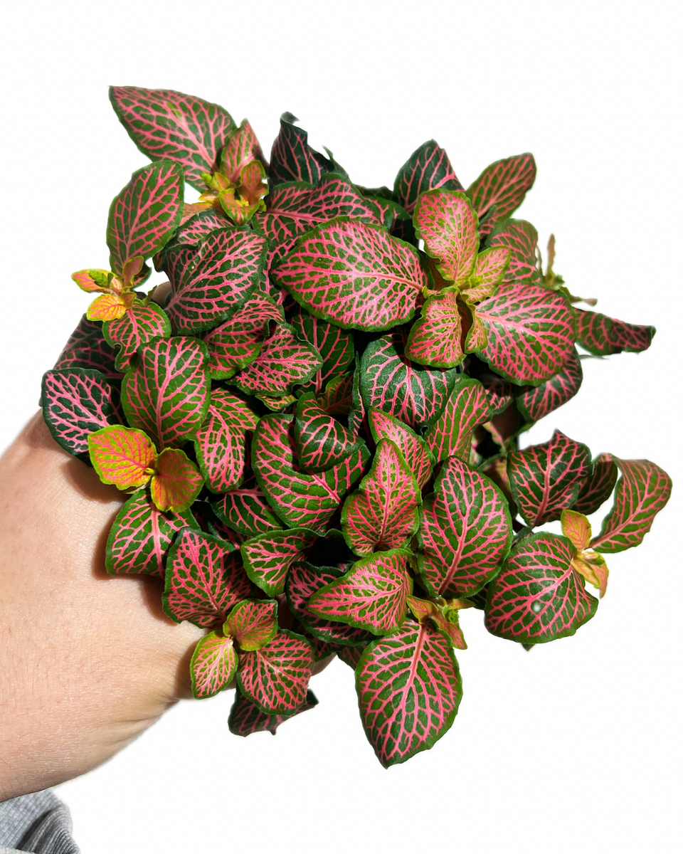 Fittonia 'Pink Ruby Lime' – Végétal Design Qc