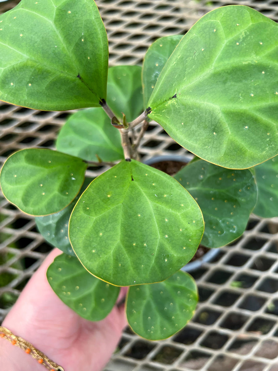 Ficus Deltoidea | Mistletoe Fig – Végétal Design Qc