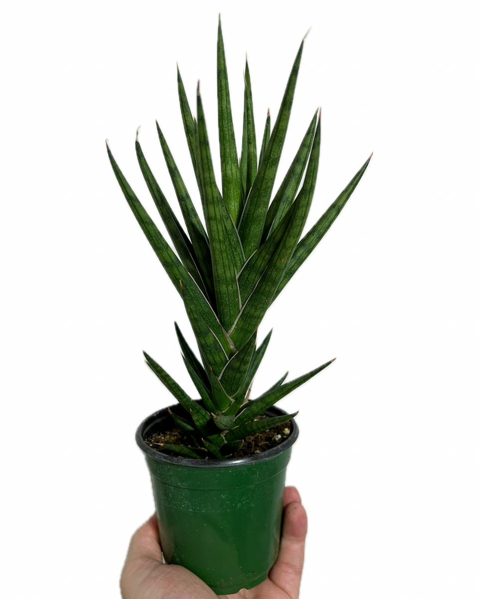 Sansevieria 'Francisii Spiky' | Snake Plant – Végétal Design Qc