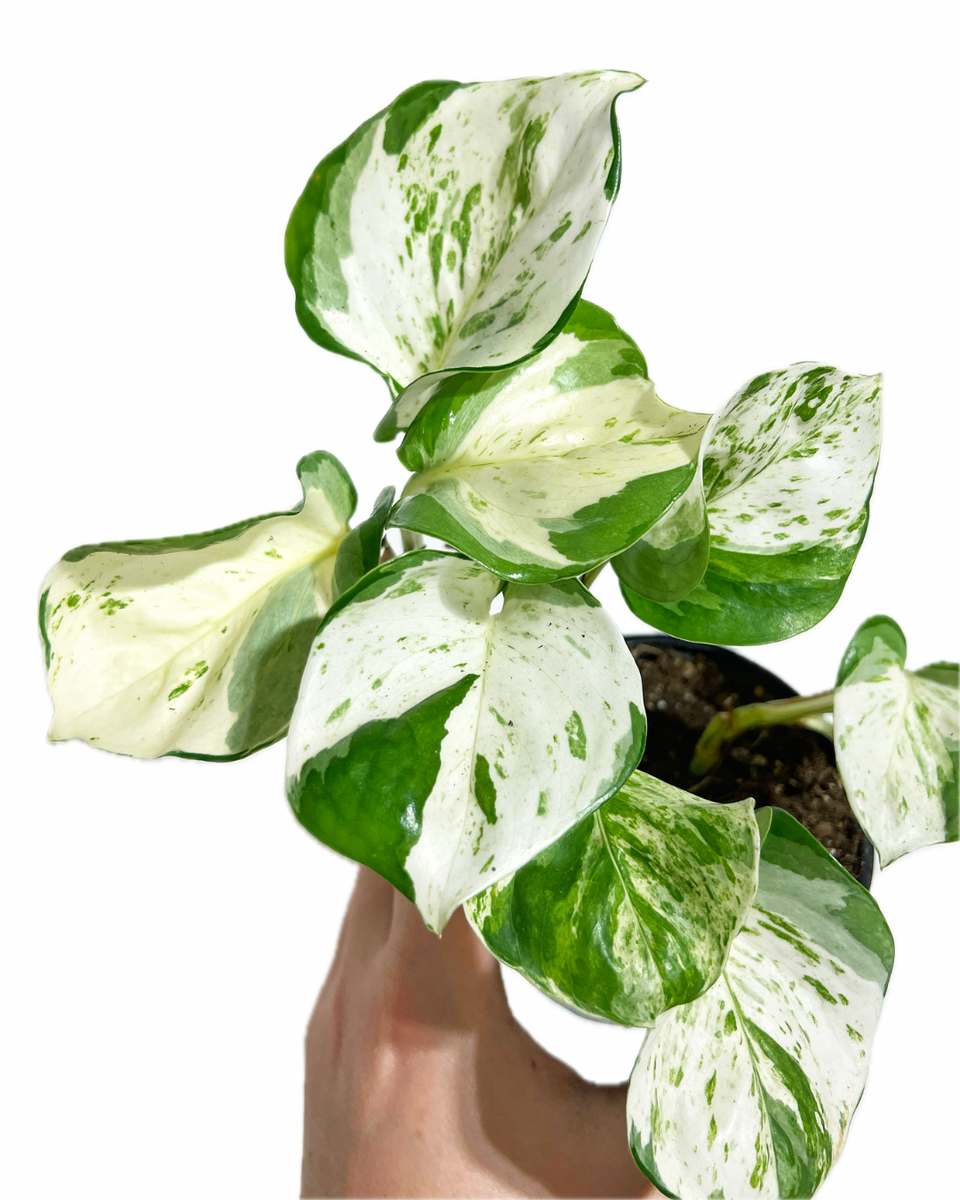 Epipremnum 'Manjula' | Pothos 'Manjula' – Végétal Design Qc