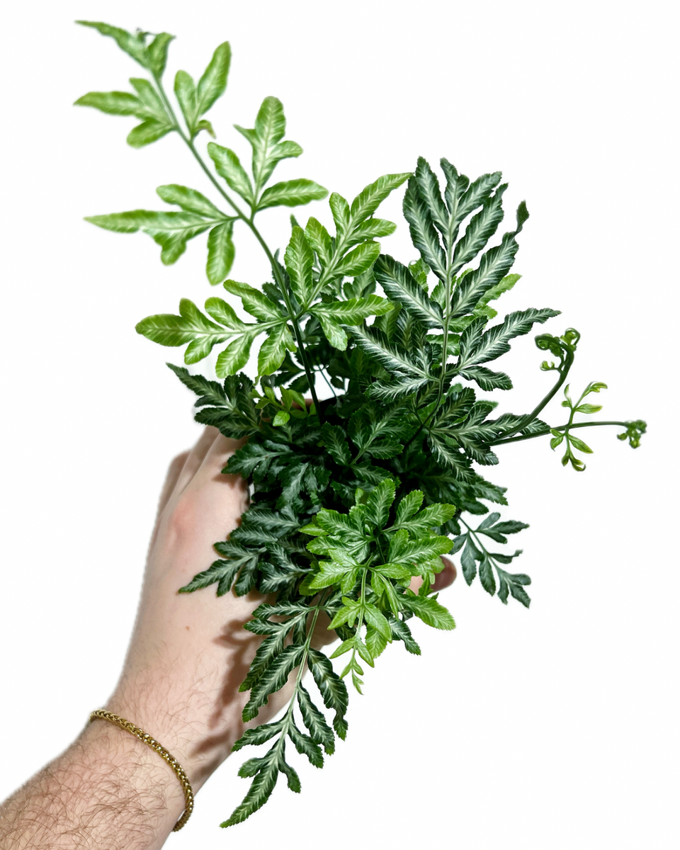 Pteris Ensiformis 'Evergemiensis' | Silver Lace Fern – Végétal Design Qc