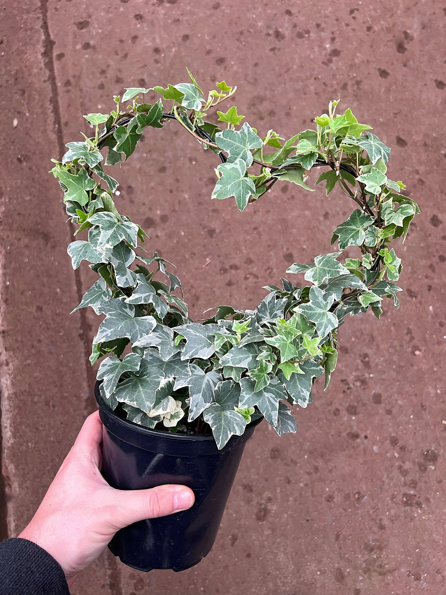 Hedera Helix 'Eva' avec support en cœur | Lierre Commun – Végétal Design Qc