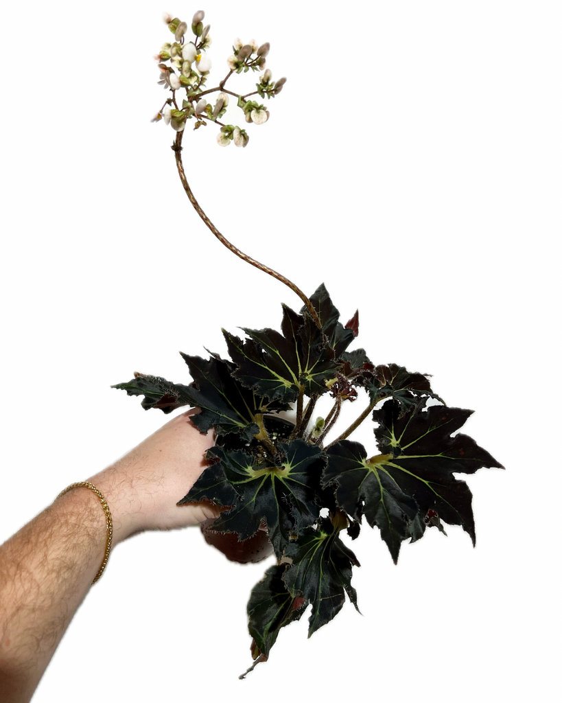Begonia 'Black Swirl' | Bégonia – Végétal Design Qc