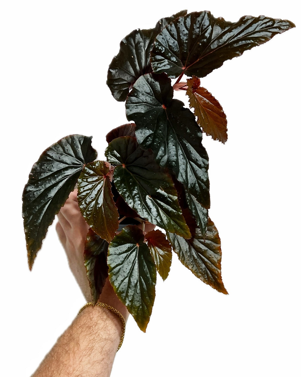 Begonia 'Black Magic' | Bégonia – Végétal Design Qc