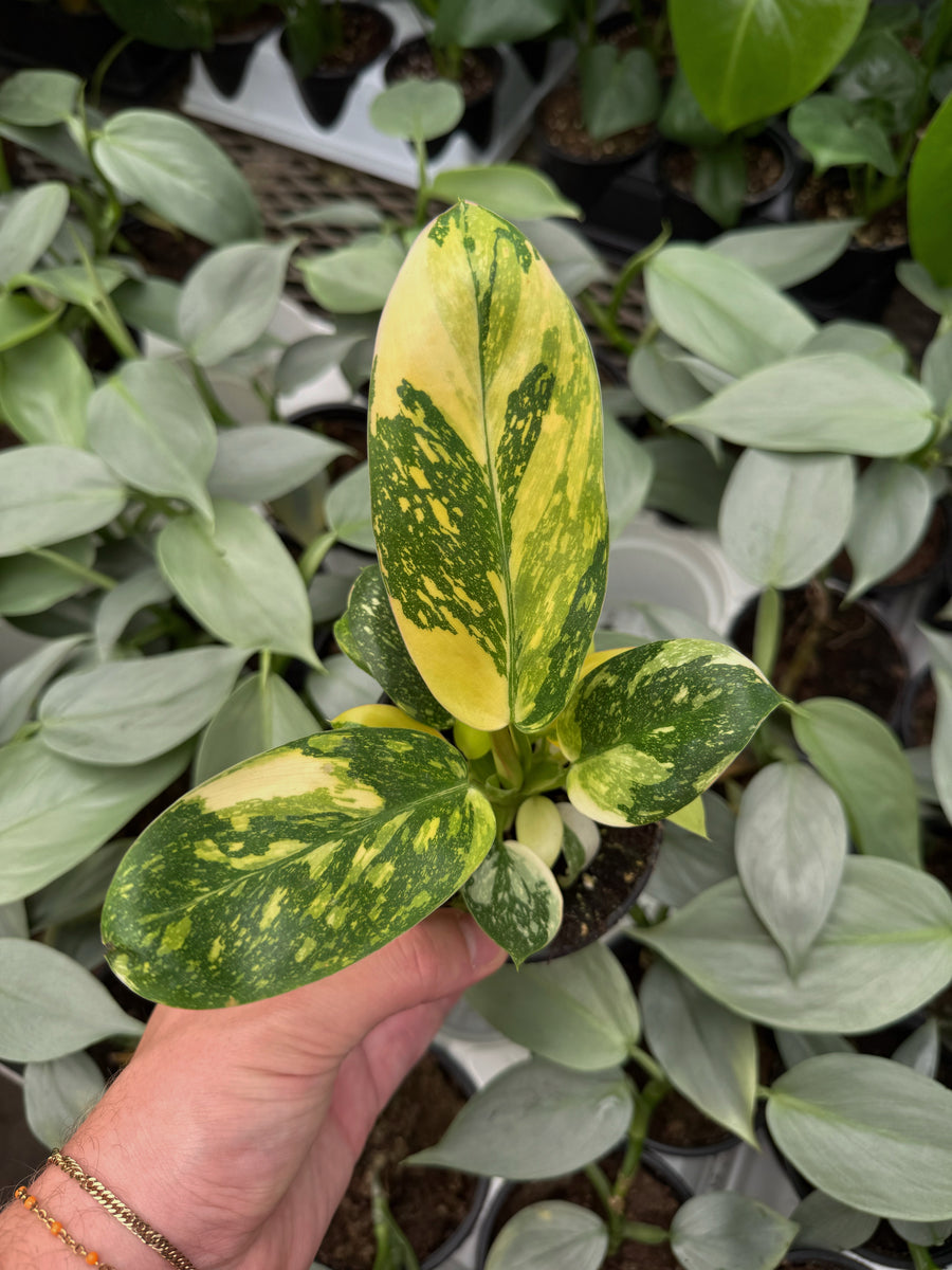 Philodendron Green Congo Nuclear 'Variegated' – Végétal Design Qc
