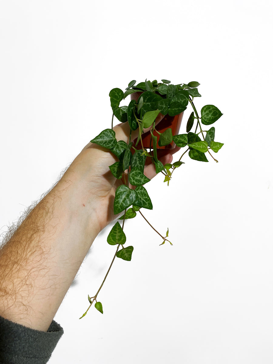 Ceropegia Woodii | String of Spades – Végétal Design Qc