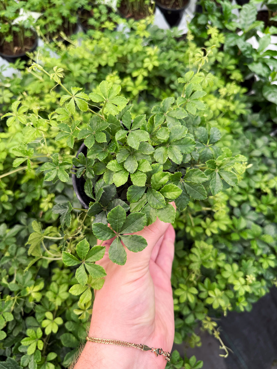 Cissus Striata 'Sugar Vine' – Végétal Design Qc