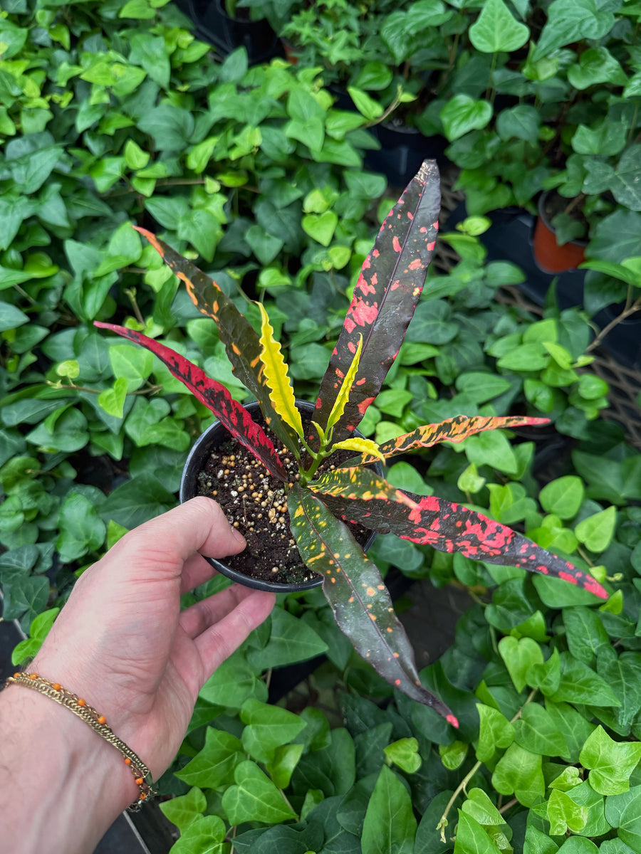 Croton 'Pie crust' | Codiaeum variegatum ‘Pie Crust’ – Végétal Design Qc