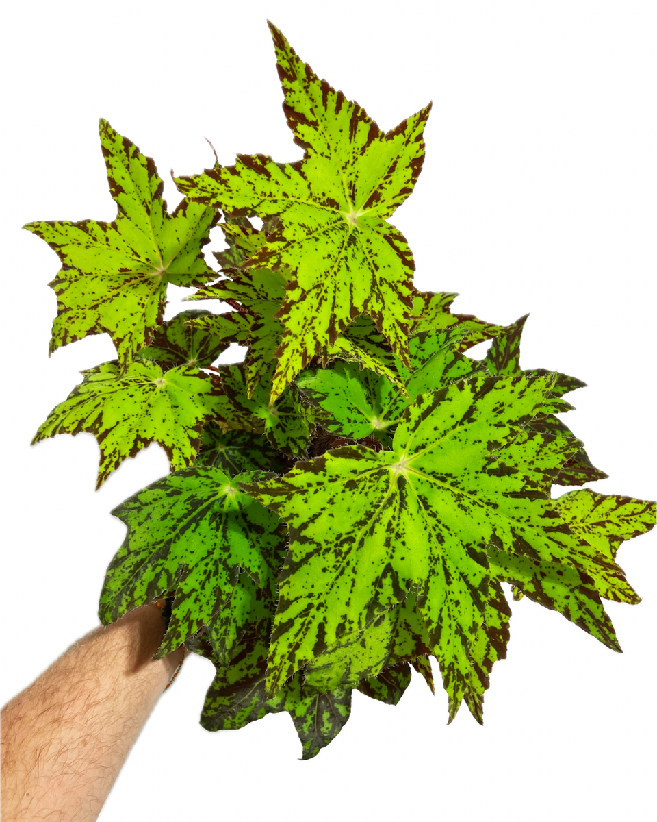 Begonia 'Geometry' – Végétal Design Qc