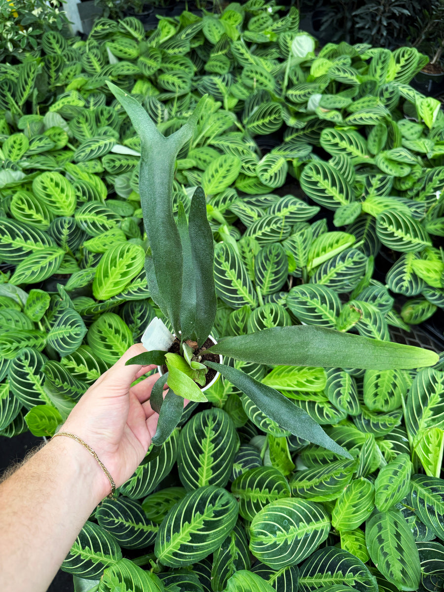 Platycerium High Finger – Végétal Design Qc