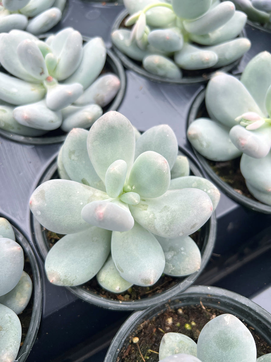Pachyphytum Oviferum 'Moonstone' – Végétal Design Qc