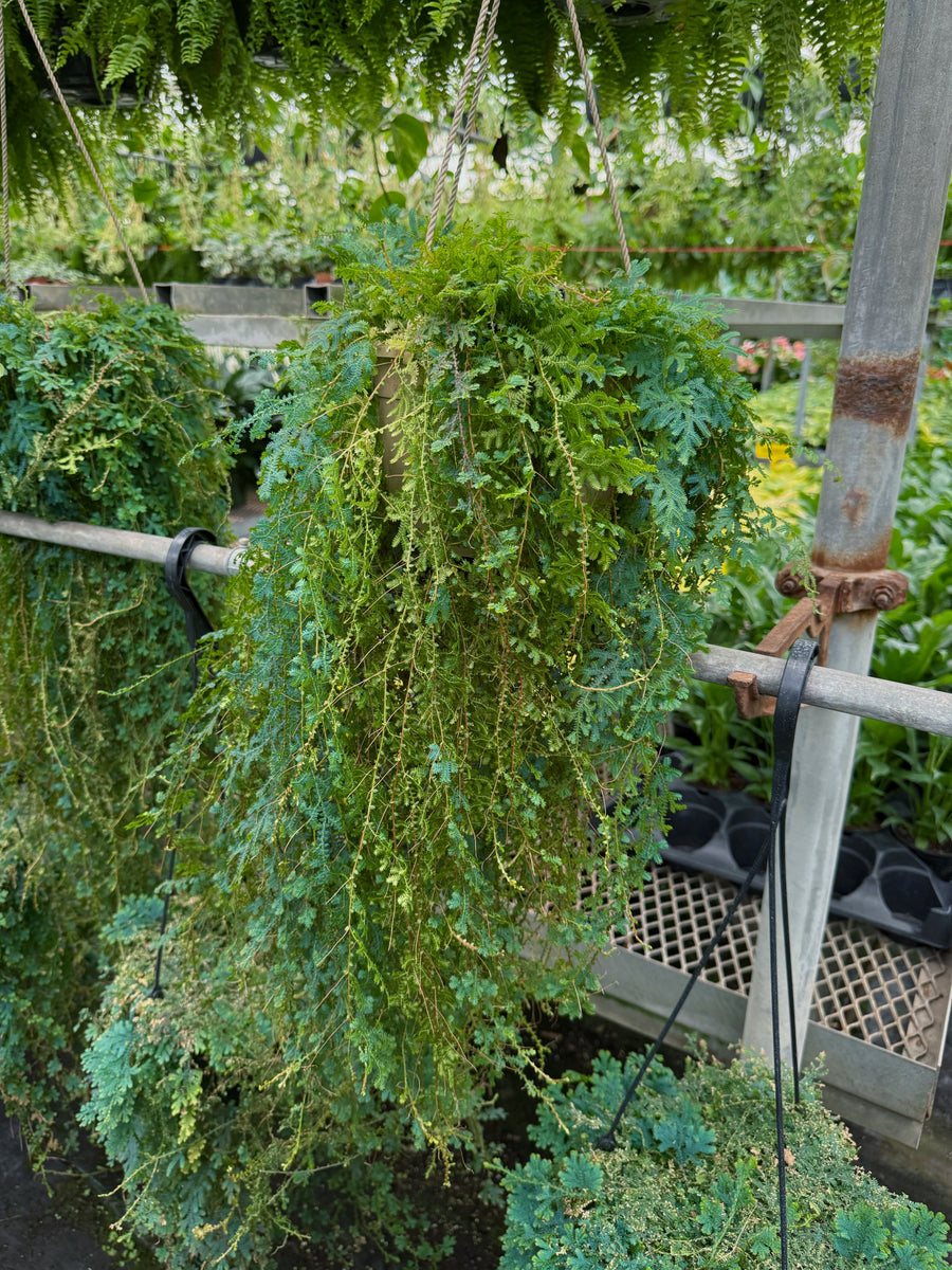 Selaginella Uncinata | Peacock Moss – Végétal Design Qc