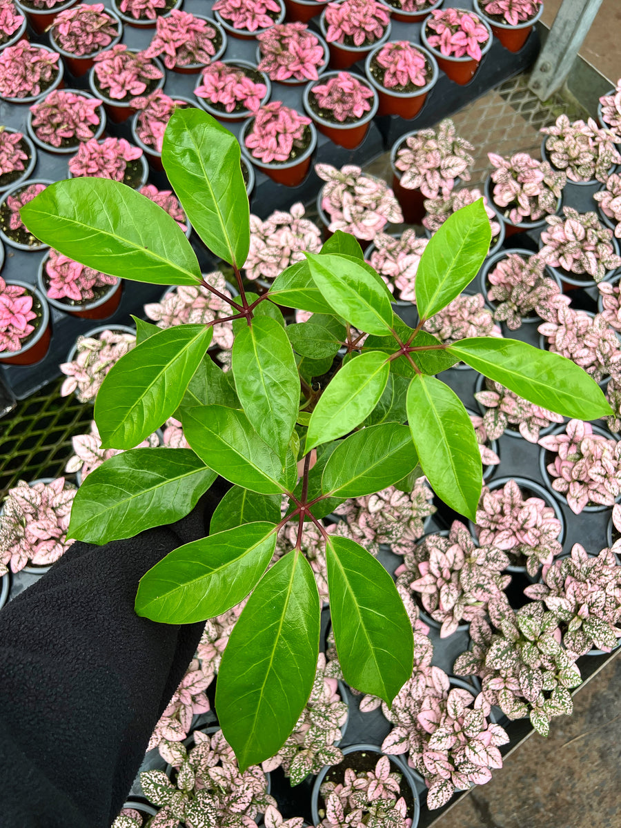 Schefflera Amate 'Alpine' – Végétal Design Qc