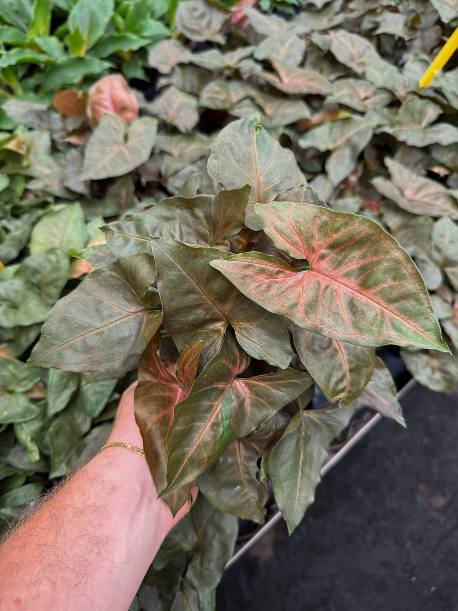 Syngonium Podophyllum 'Merry Maria' – Végétal Design Qc