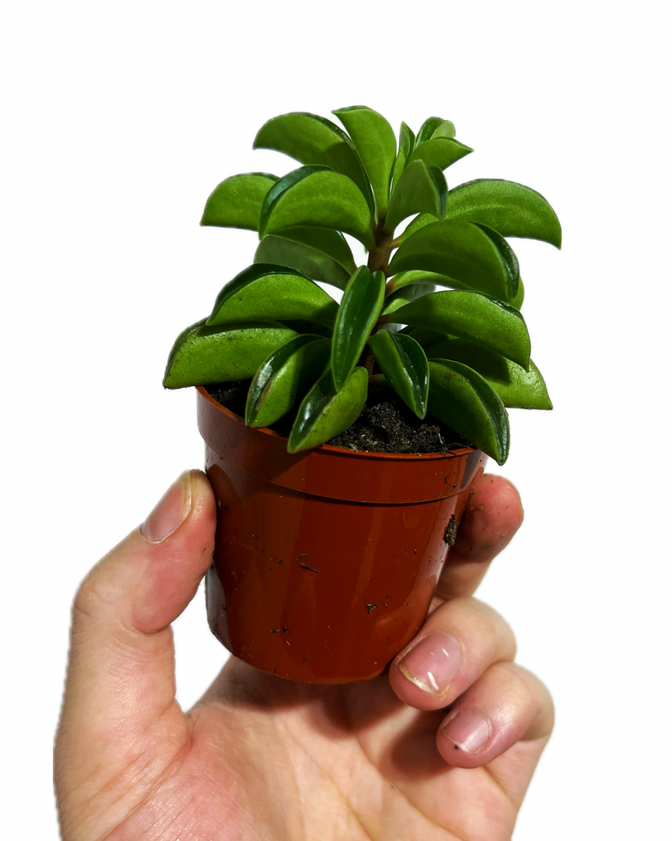Peperomia Nivalis ‘Taco Leaf’ – Végétal Design Qc