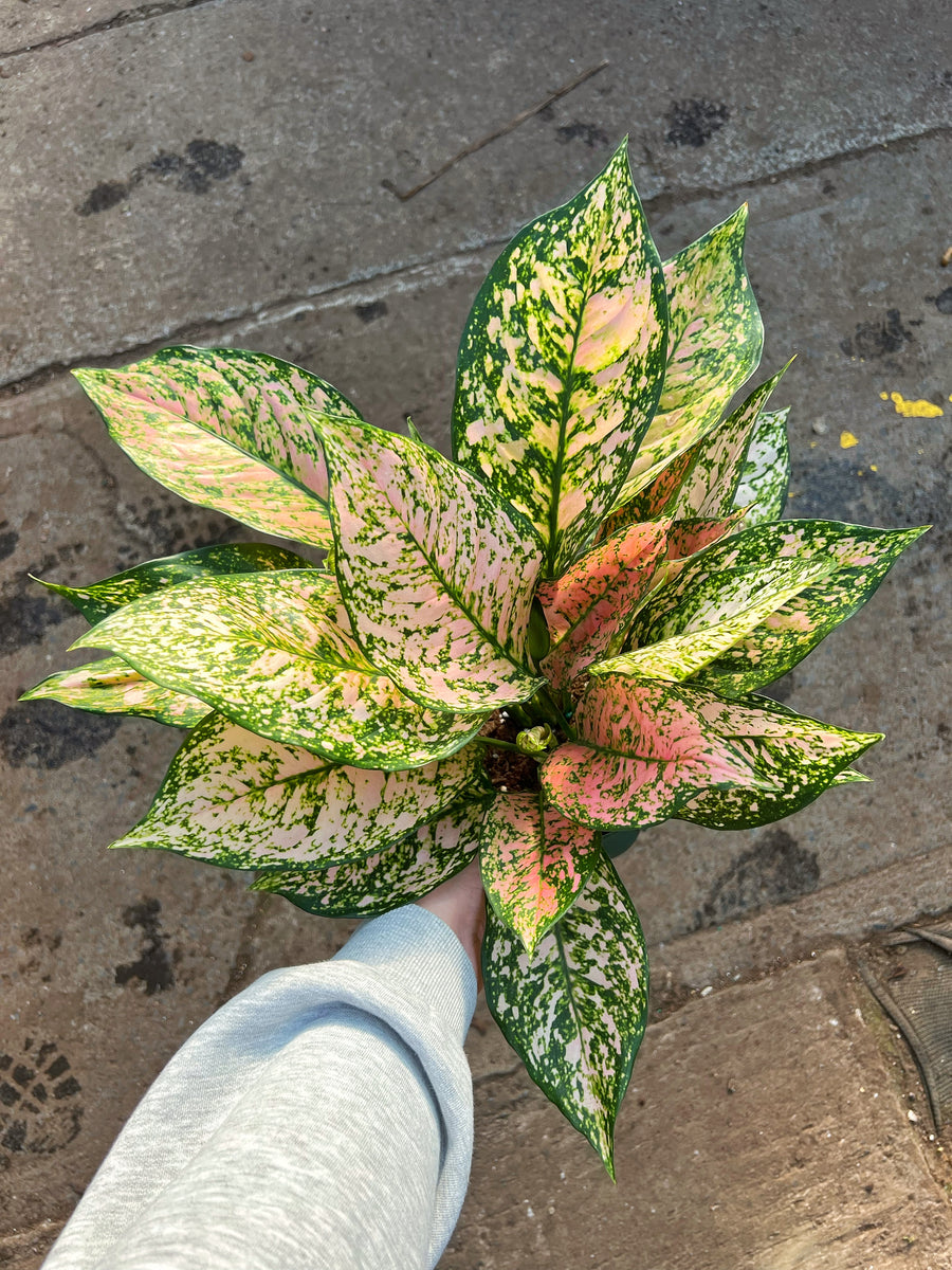 Aglaonema 'Pink Princess' – Végétal Design Qc