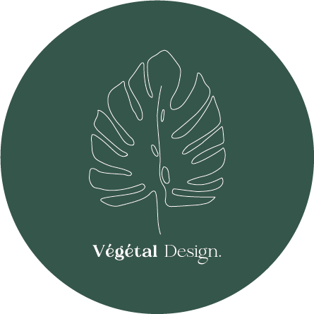 Episcia Cupreata 'Copper' – Végétal Design Qc