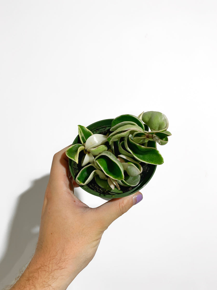 Hoya Carnosa Compacta Variegata | Hoya Hindu Rope – Végétal Design Qc