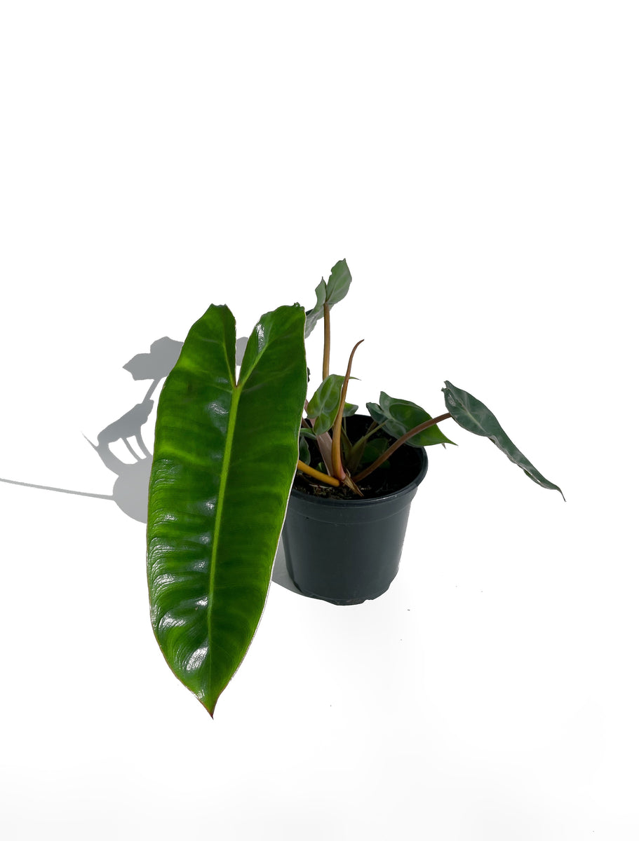 Philodendron Billietae | billy | Philidor – Végétal Design Qc