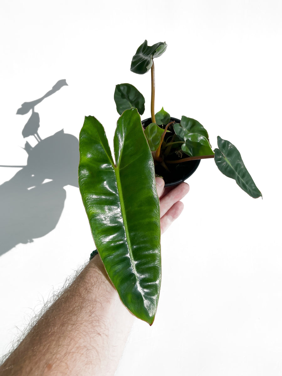 Philodendron Billietae | billy | Philidor – Végétal Design Qc