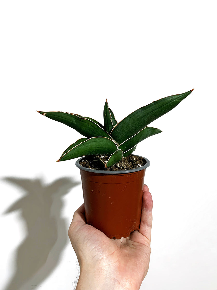 Sansevieria 'Samurai' | Snake Plant – Végétal Design Qc