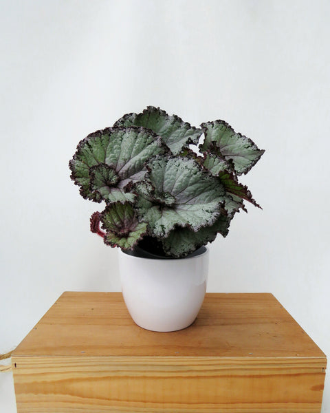 Begonia Rex 'Snail' – Végétal Design Qc